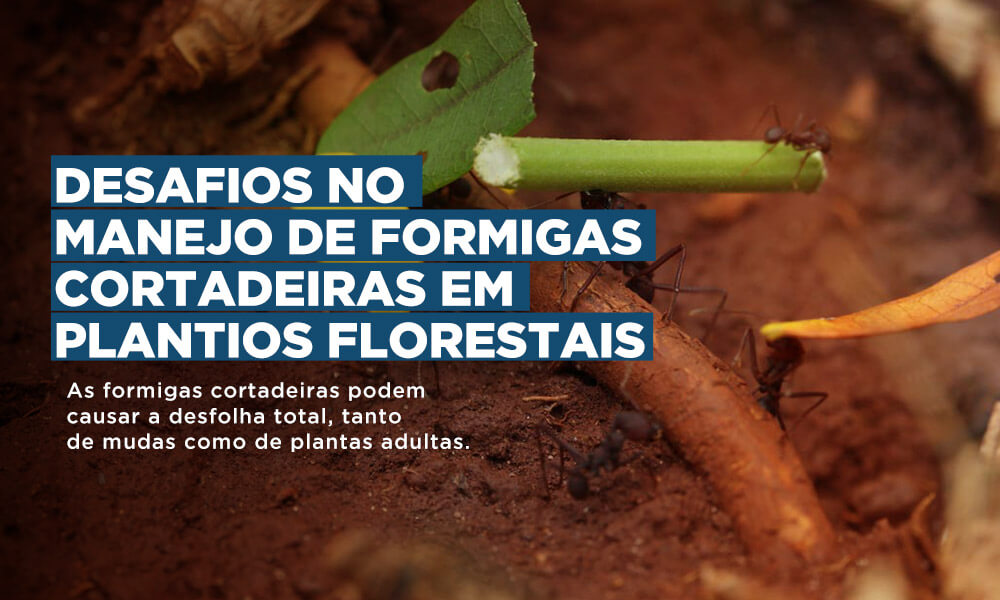 Controle de formigas cortadeiras com isca formicida Dinagro-S – Dinagro